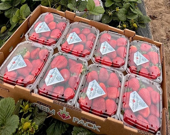 GEM-Pack & Well-Pict Berries combine forces