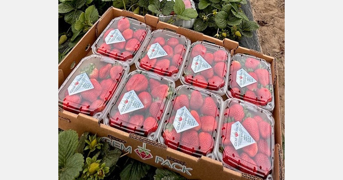 GEM-Pack & Well-Pict Berries combine forces