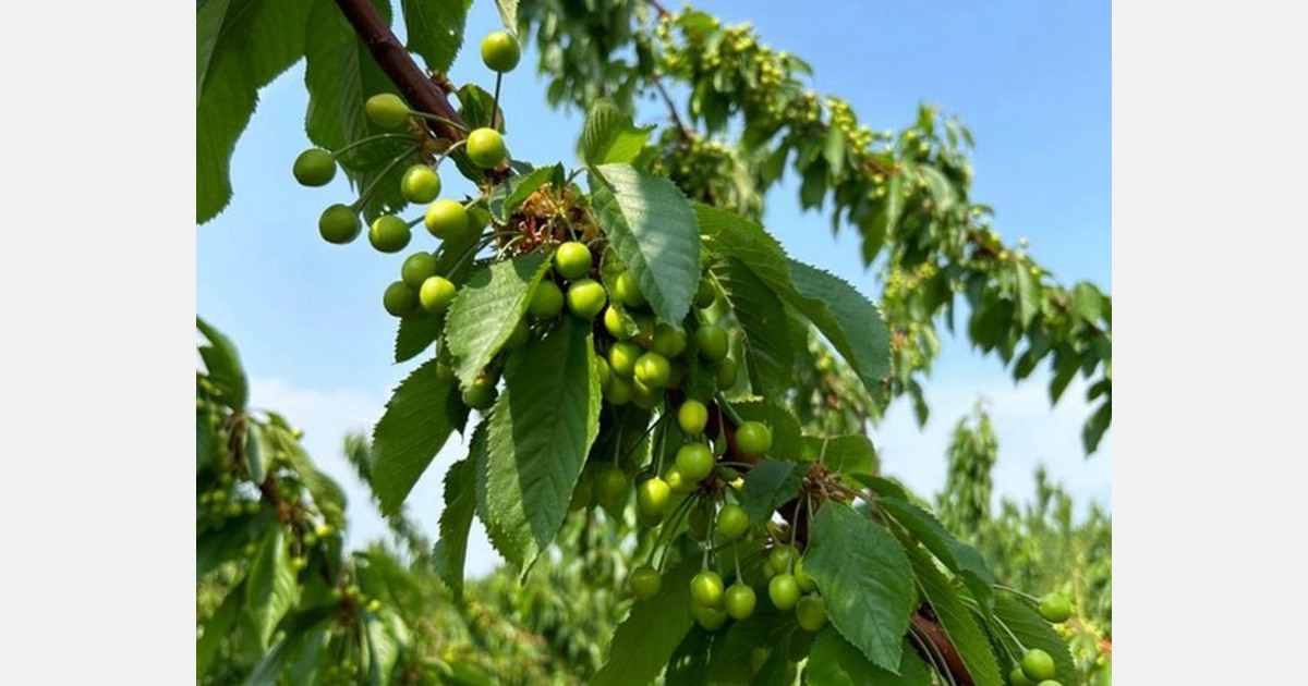 British Columbia cherry pollination shortened due to hot weather