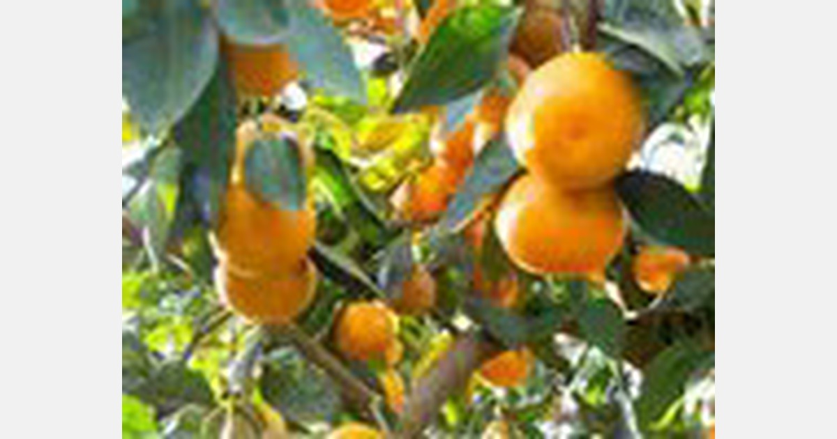 Georgia: Peach state turns to citrus as HLB ravages Florida oranges