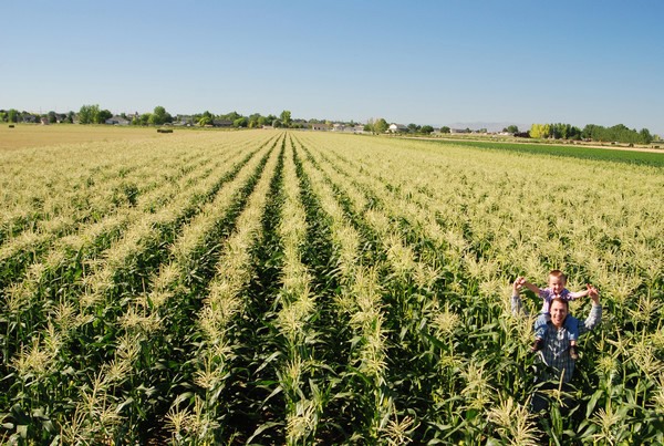Special white corn variety back on the shelves