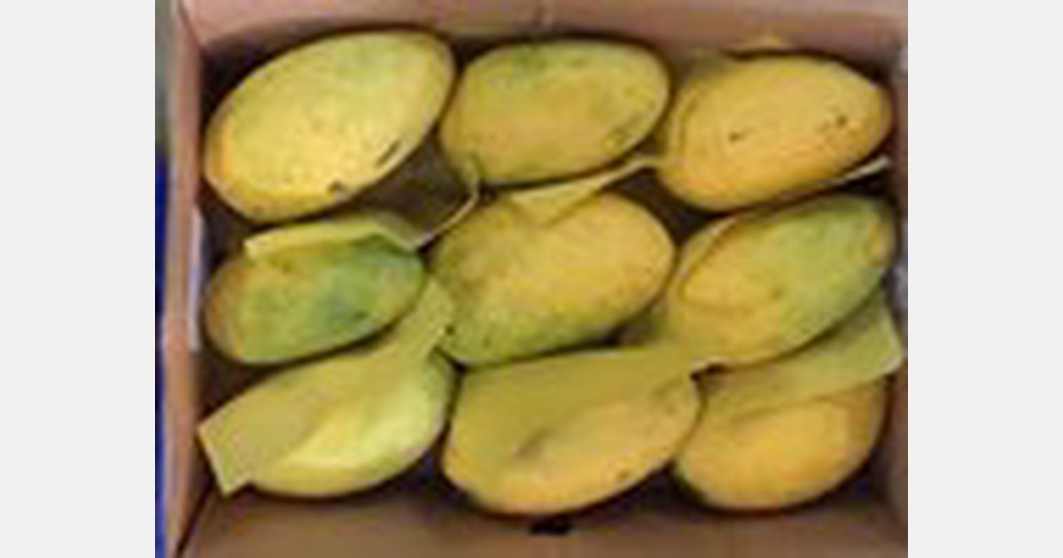 First shipment of Pakistani mangoes arrives in UAE