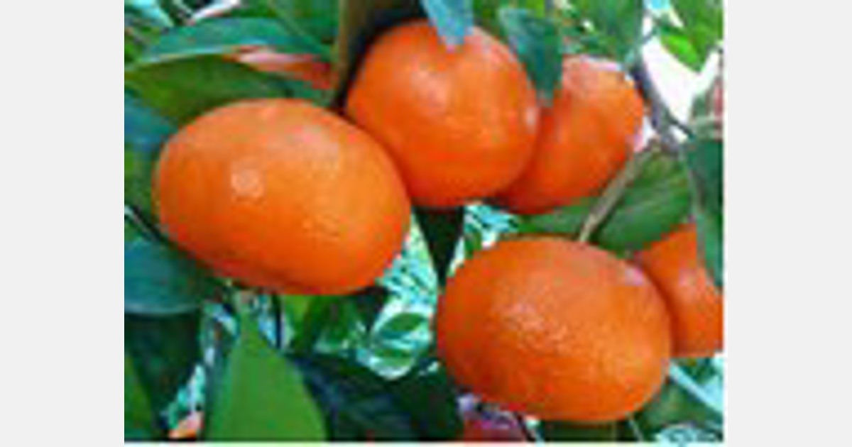 Sri Lankans plan to cultivate mandarin oranges in three more districts