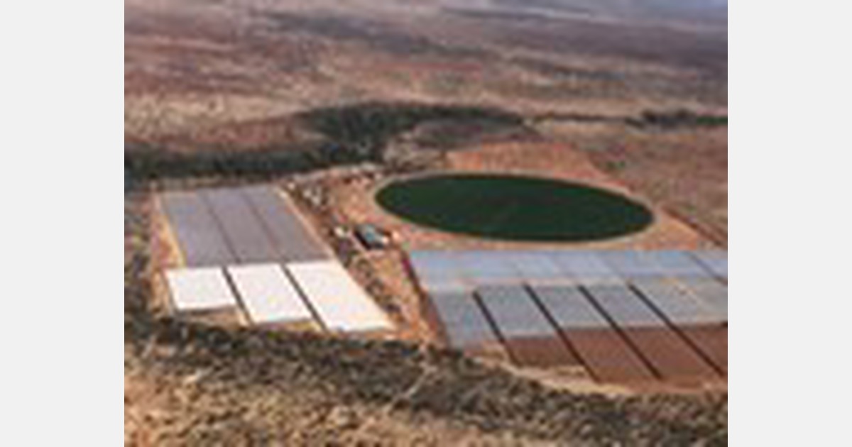 NWU looks into potential partnership with South African berry farmers