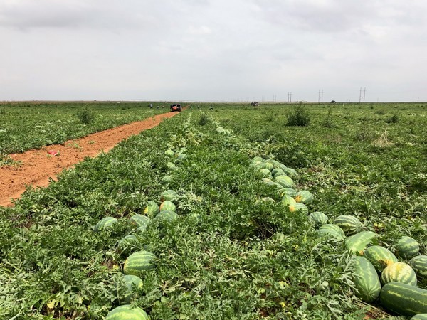 Unusually high pricing on Texas watermelons