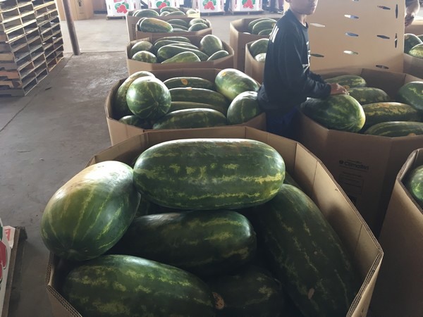 Unusually high pricing on Texas watermelons