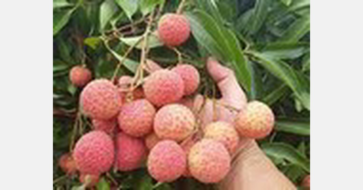 Thanh Ha lychee aims to connect export and domestic consumption