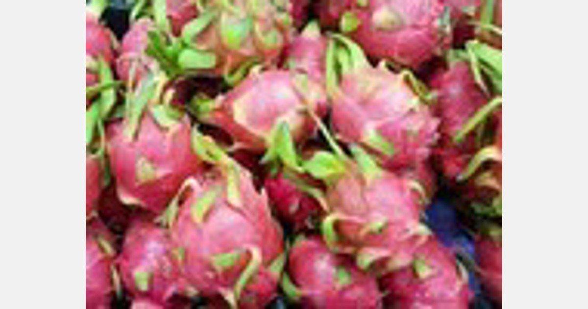 Telangana state takes to dragon fruit amid surge in demand