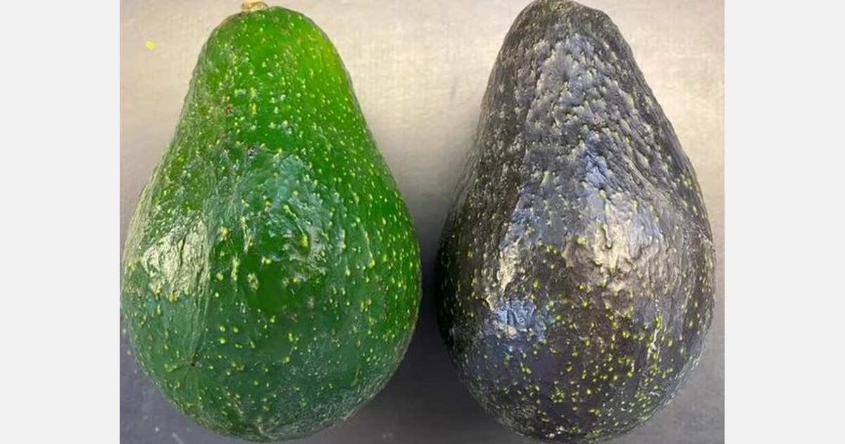 University of California, Riverside to release a new avocado scion ...