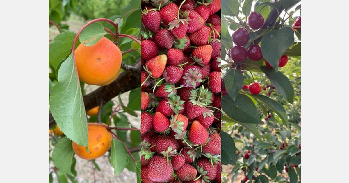 Market overview of fruits and berries for freezing in Moldova