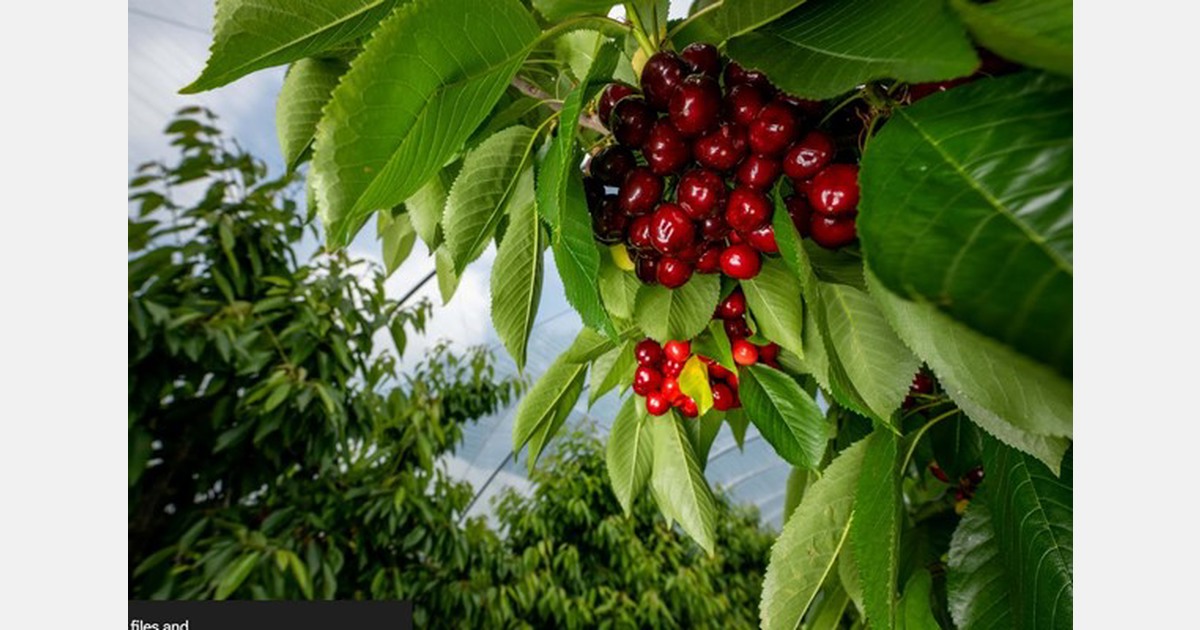Warm weather to bring extra sweet cherry crop