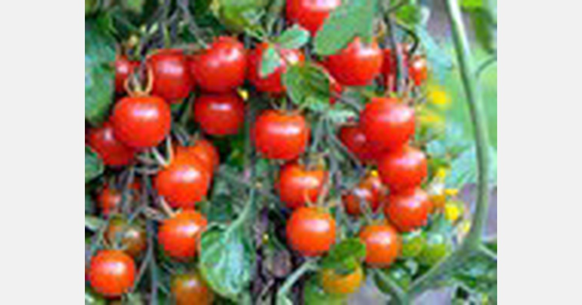 Gene editing produces tomatoes that are enhanced with vitamin D