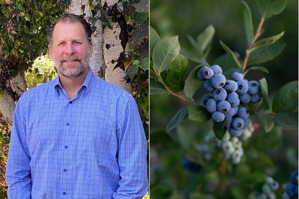 Giant volumes of blueberries ahead from Pacific Northwest