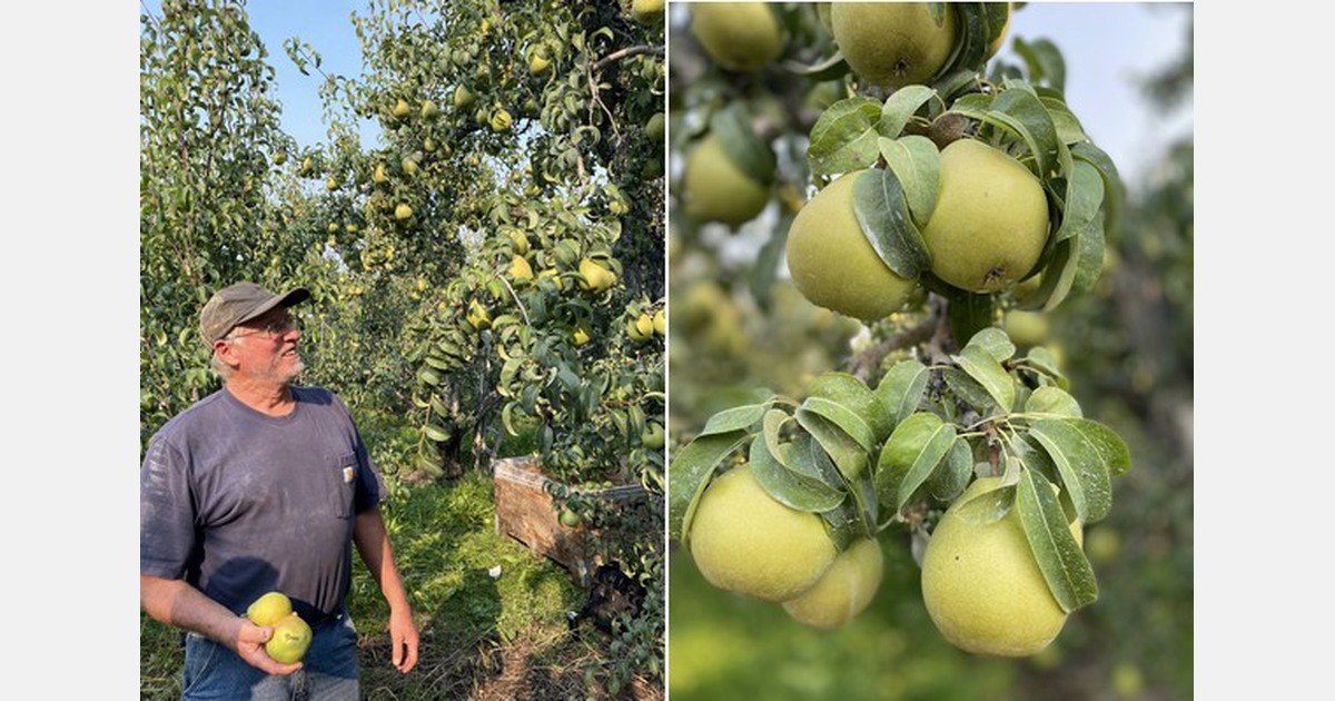Strong supply of US-grown pears through summer