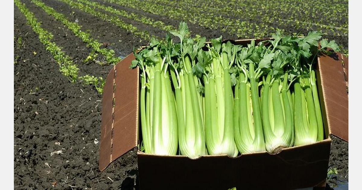 Lighter volumes of organic celery from California