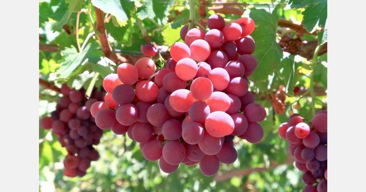 Australian grape season closes with positive results