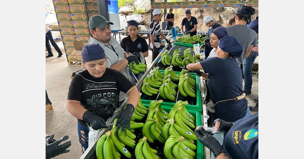 “Our expectation is to triple banana exports from Ecuador to China”