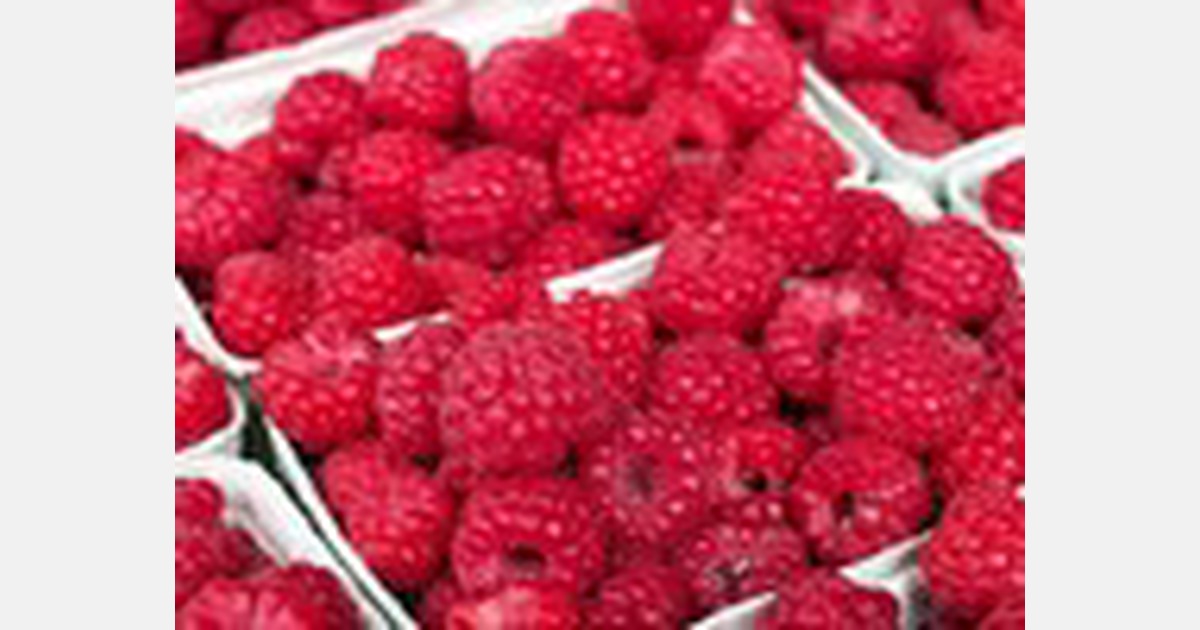 Raspberry market overview for Ukraine, Poland, Serbia and Moldova