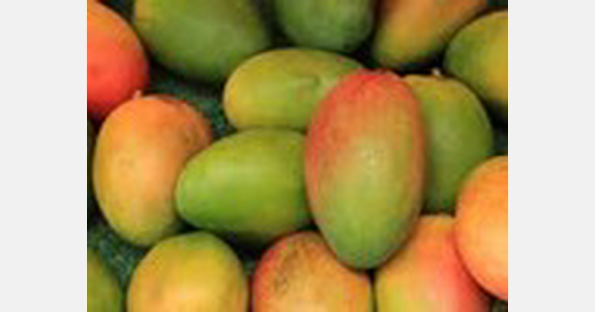 Winter still the best time to enjoy mangoes in New Zealand