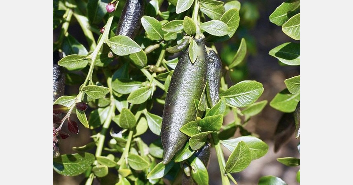 Ample finger lime crop in California underway