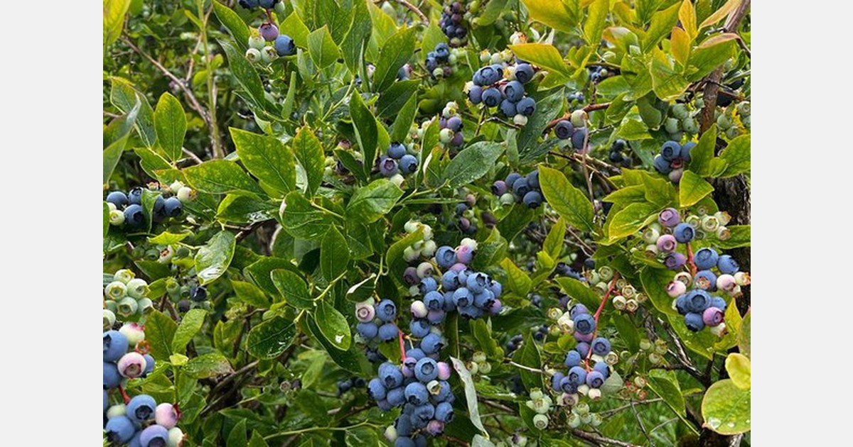Domestic blueberry volumes starting to grow