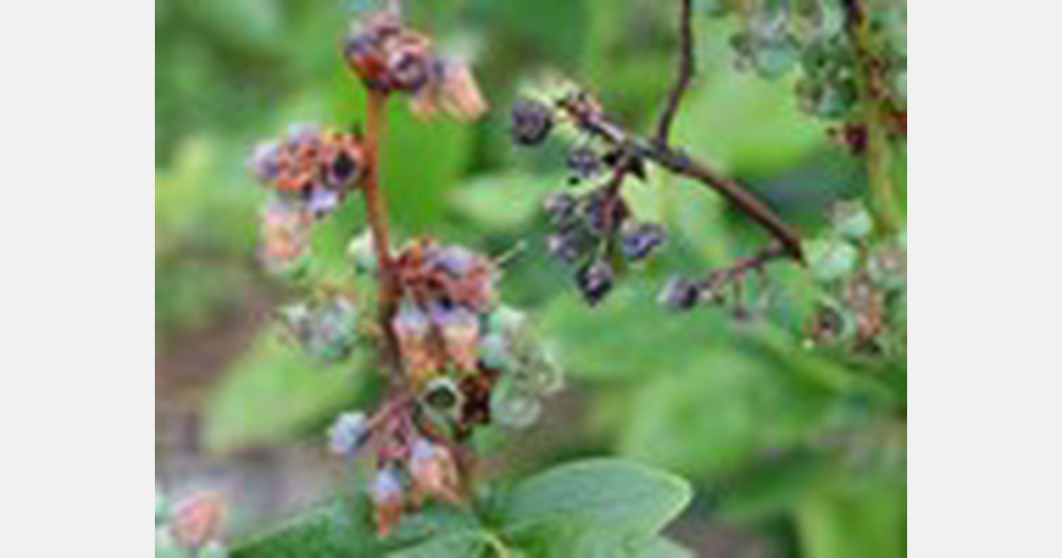 ARS fights blueberry shock virus to help keep the fruit in US shops