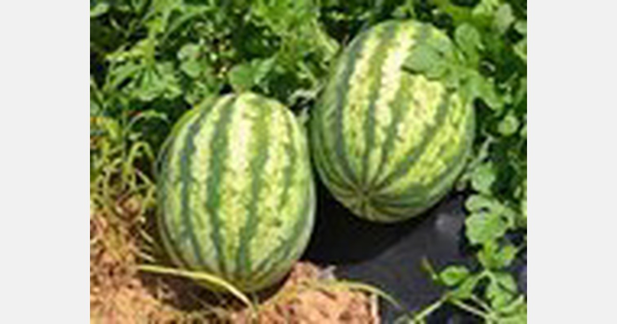 Mississippi watermelon harvest is underway