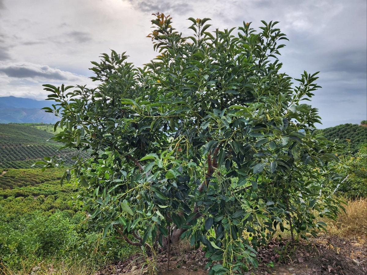 Dominican Republic avocado export potential to be increased