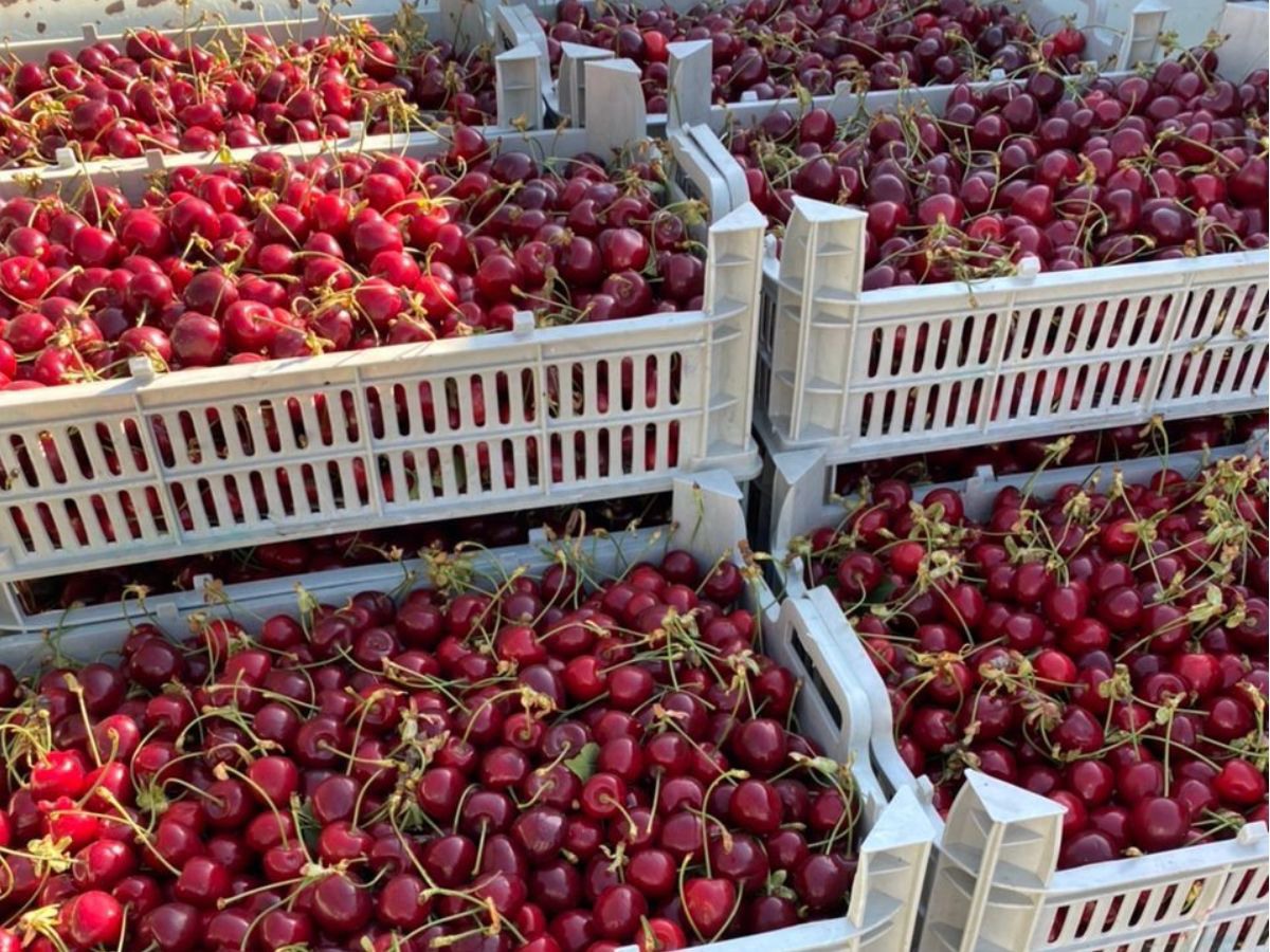 The slowdown in the Iranian cherry campaign stabilizes prices