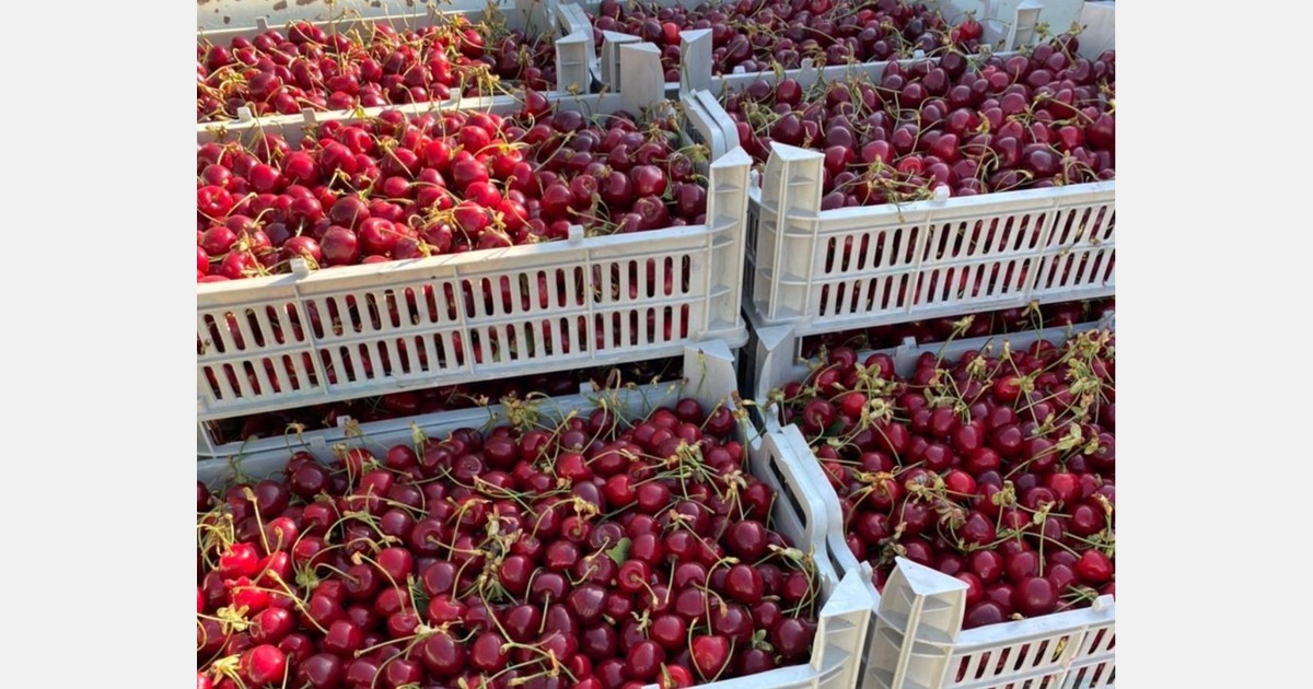 The slowdown in the Iranian cherry campaign stabilizes prices
