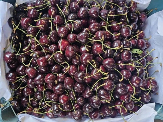 The slowdown in the Iranian cherry campaign stabilizes prices