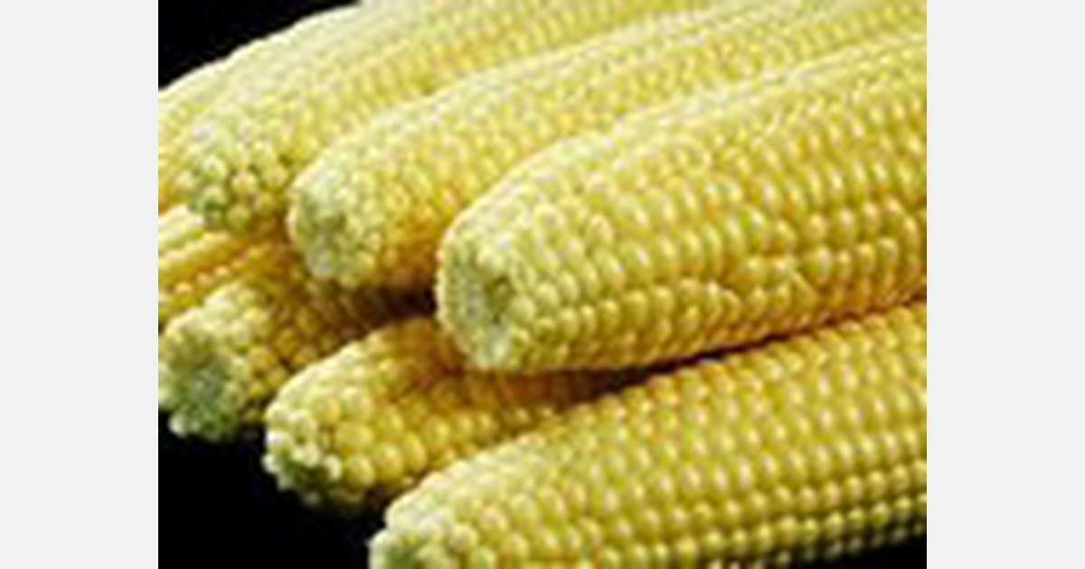 Some Wisconsin sweet corn crops worst in 40 years