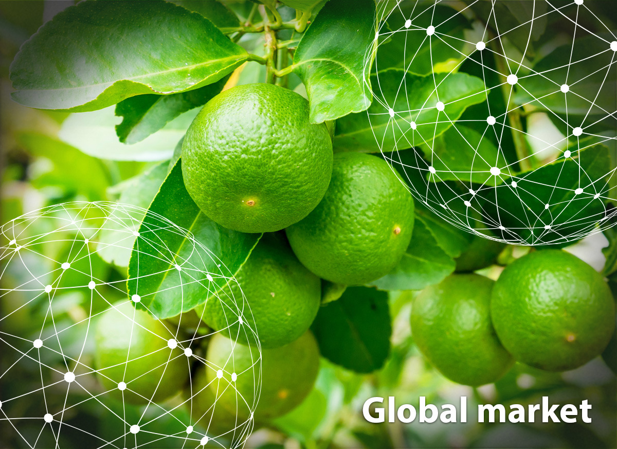 GLOBAL MARKET OVERVIEW LIMES