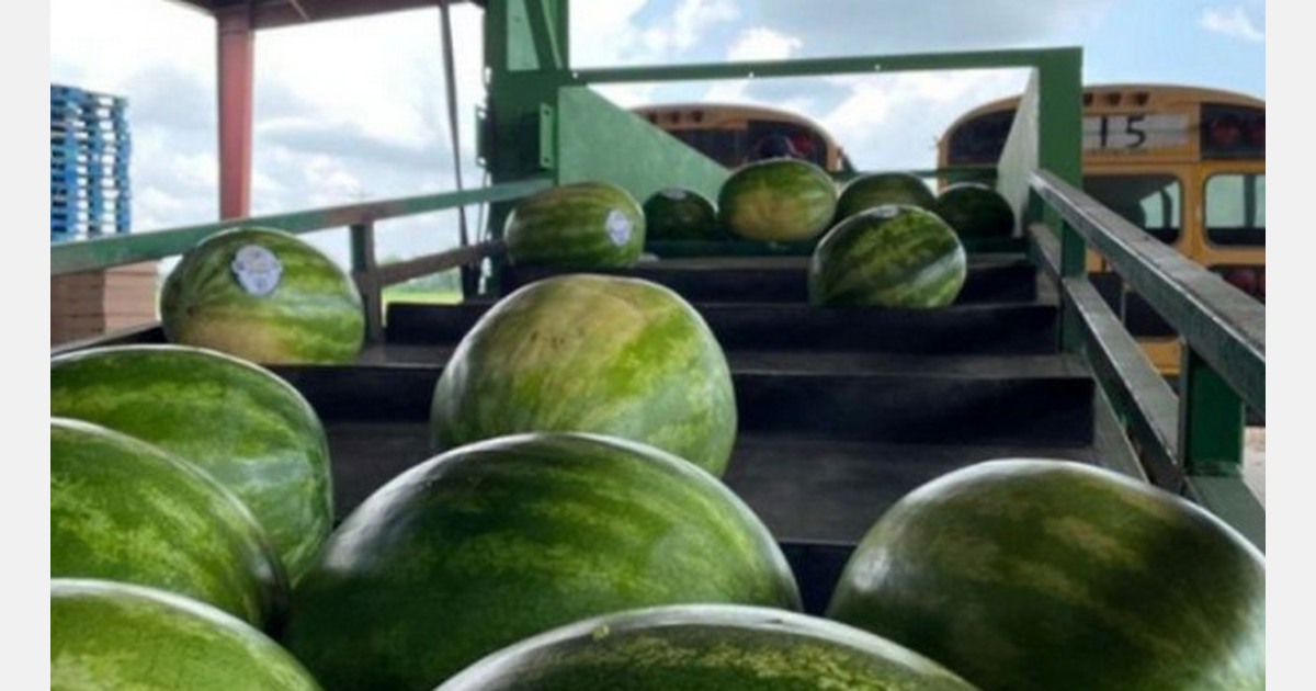 Watermelon production transitioning in Midwest and Southeast