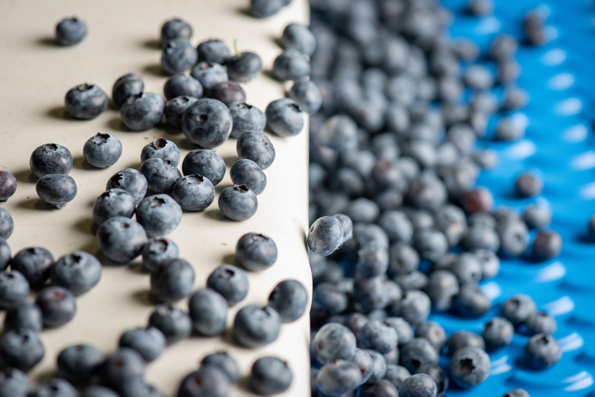 Pacific Northwest blueberry crop enters peak of harvest