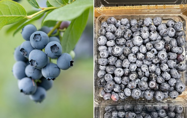 Pacific Northwest blueberry crop enters peak of harvest