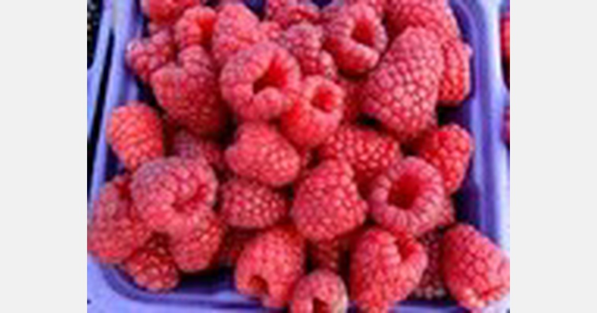 Bumper raspberry crop arrives on UK supermarket shelves
