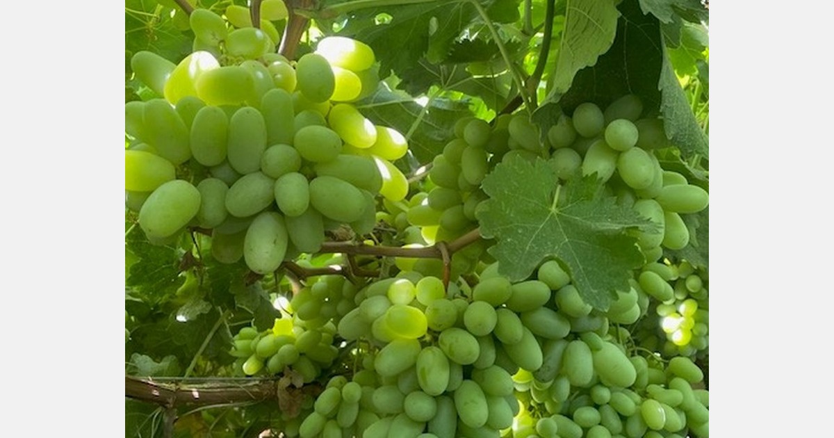 Direct-to-retail supply chain program for grapes introduced
