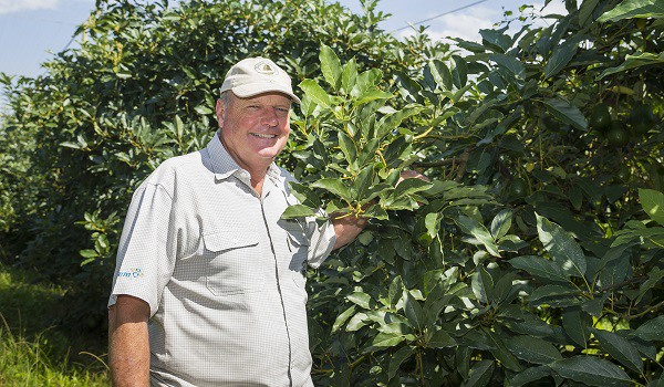 Contrary to last season, KZN Hass avos starting weeks early