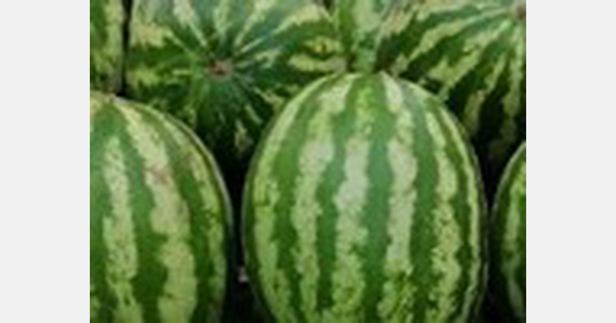 In June 2023, Uzbekistan continued to increase the volume of watermelon exports