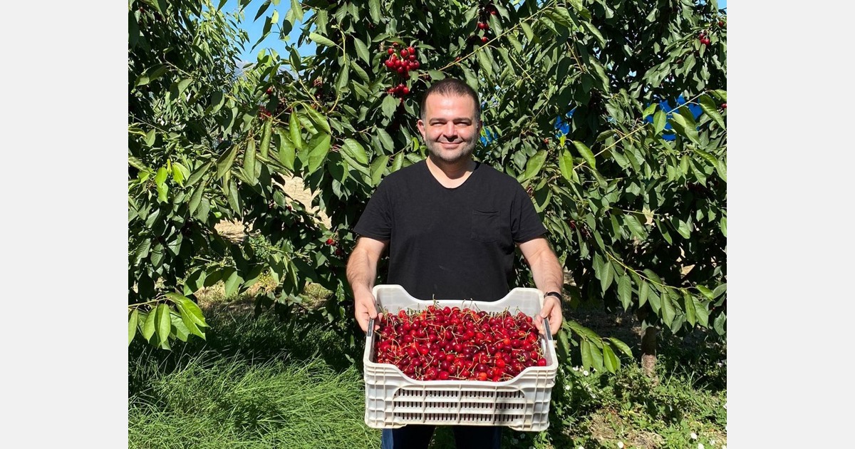 “Cherry prices are at their lowest point now”