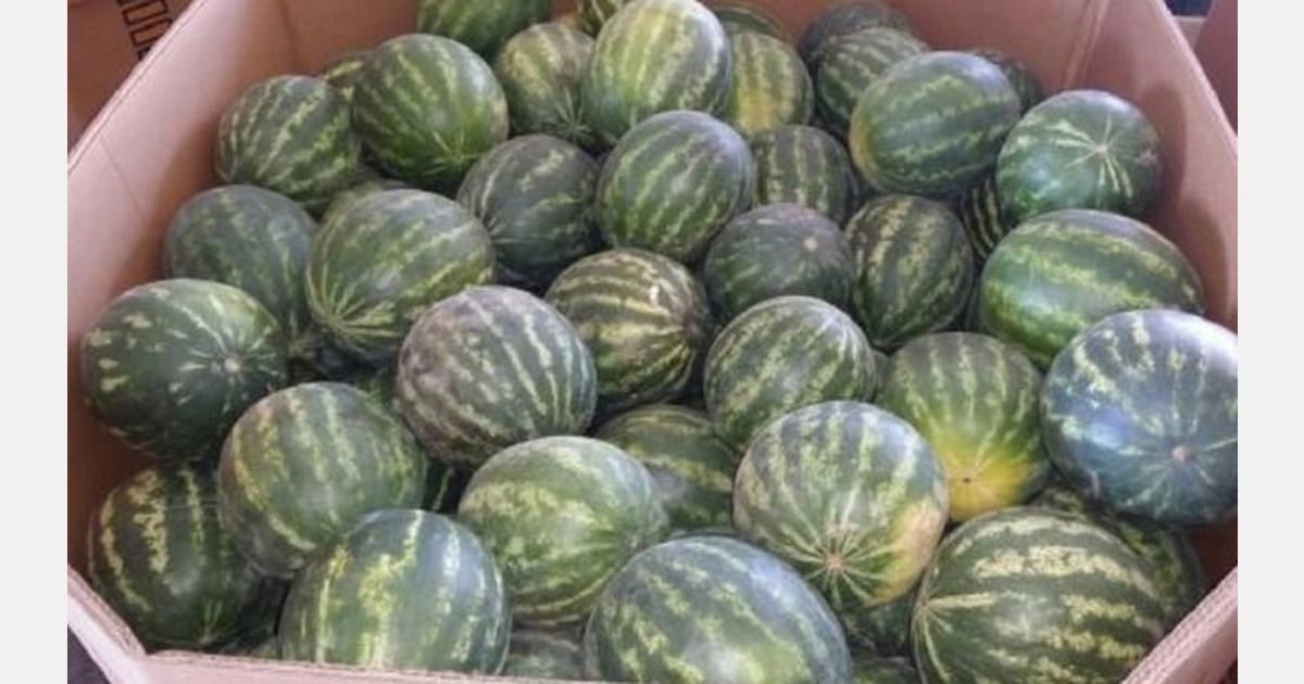 Pricing likely to soften on California watermelon