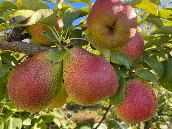 South African pear exports down by a fifth