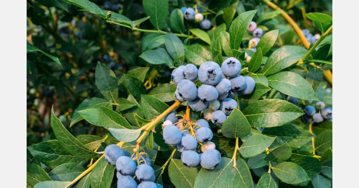 British Columbia organic blueberry harvest could finish by the end of July