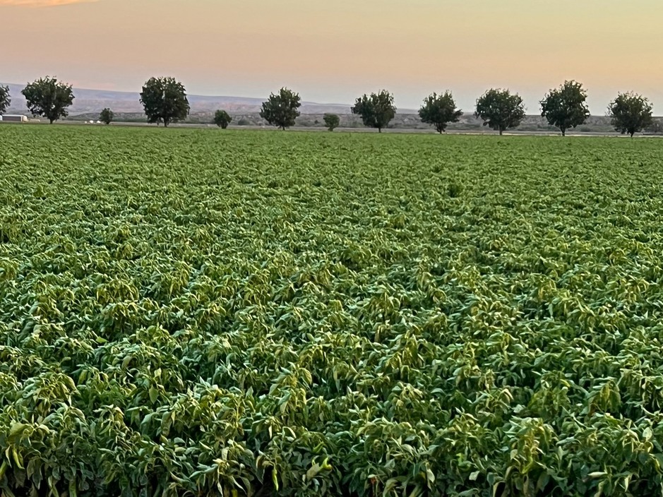 Heat wave impacts Hatch chile crop in New Mexico