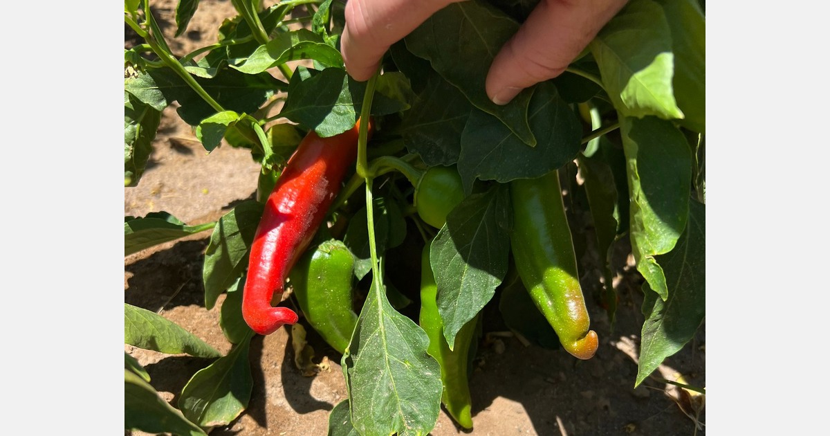 Heat wave impacts Hatch chile crop in New Mexico