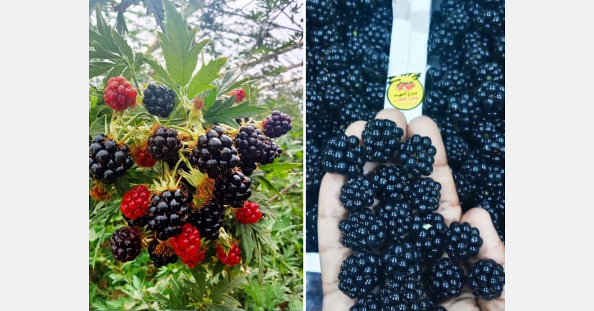 Blackberries and raspberries are now grown in Saudi Arabia