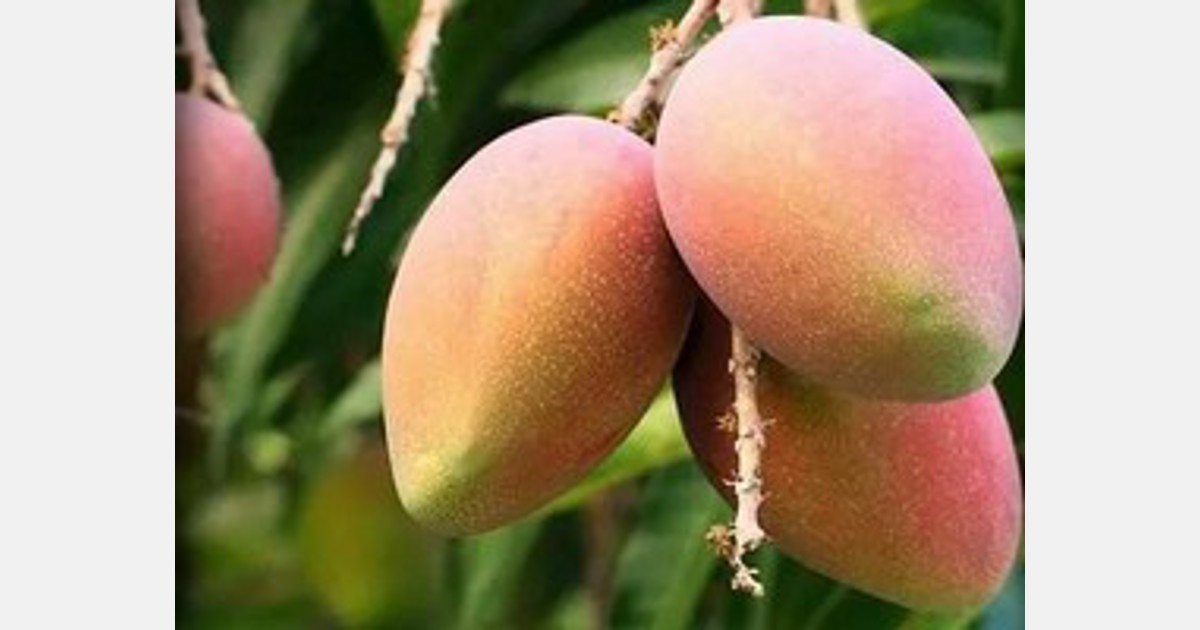 Amrapali mango production highest among all varieties in Bangladesh