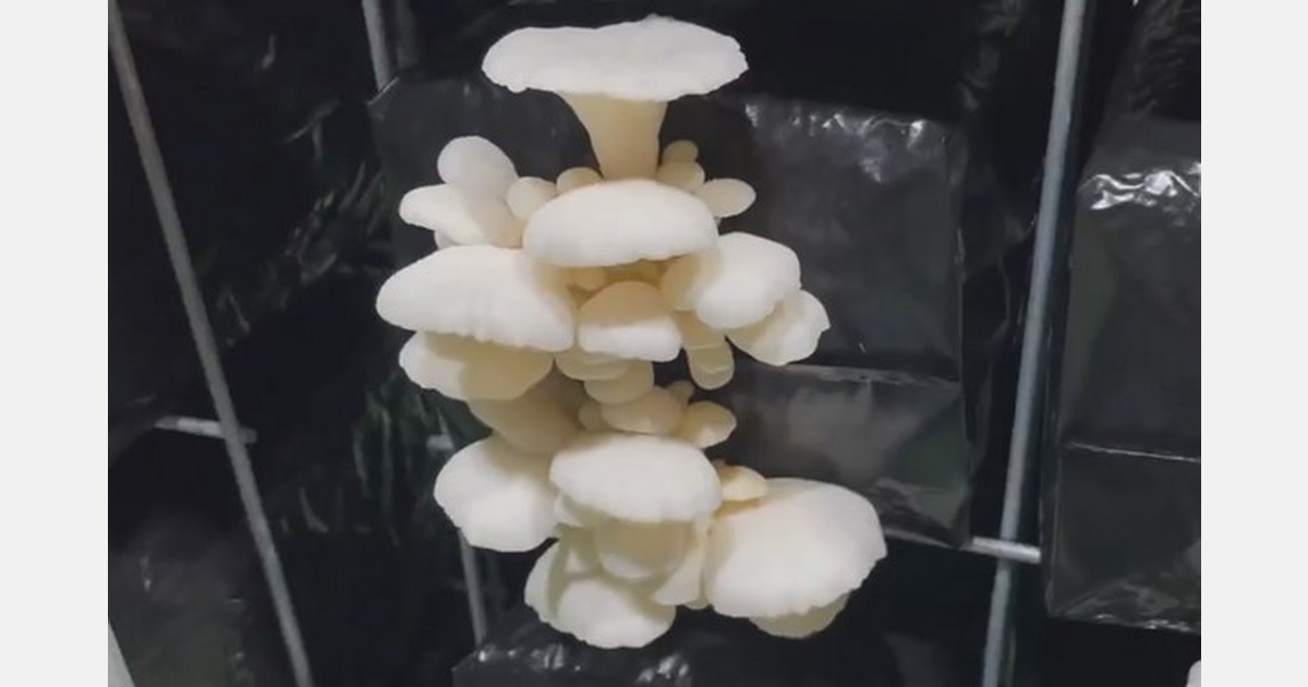 "This is the first Oyster mushroom farm in South Australia"