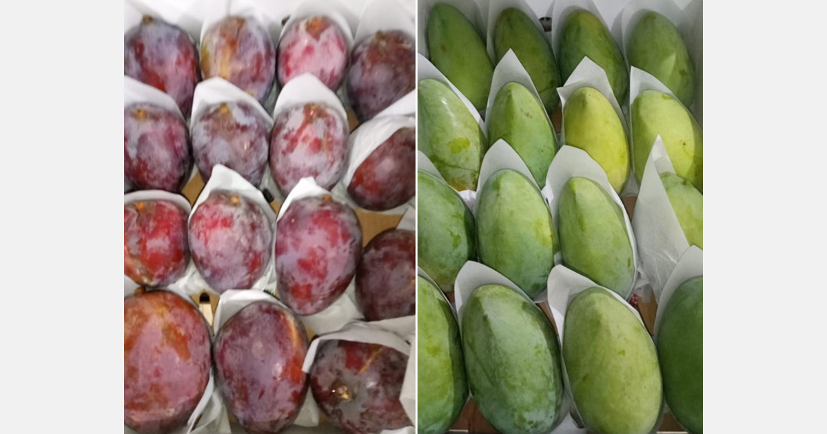 The Egyptian mango campaign kicks-off